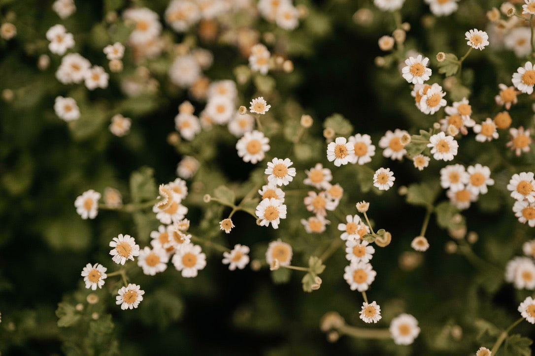 Graceful Acres Flower Farm