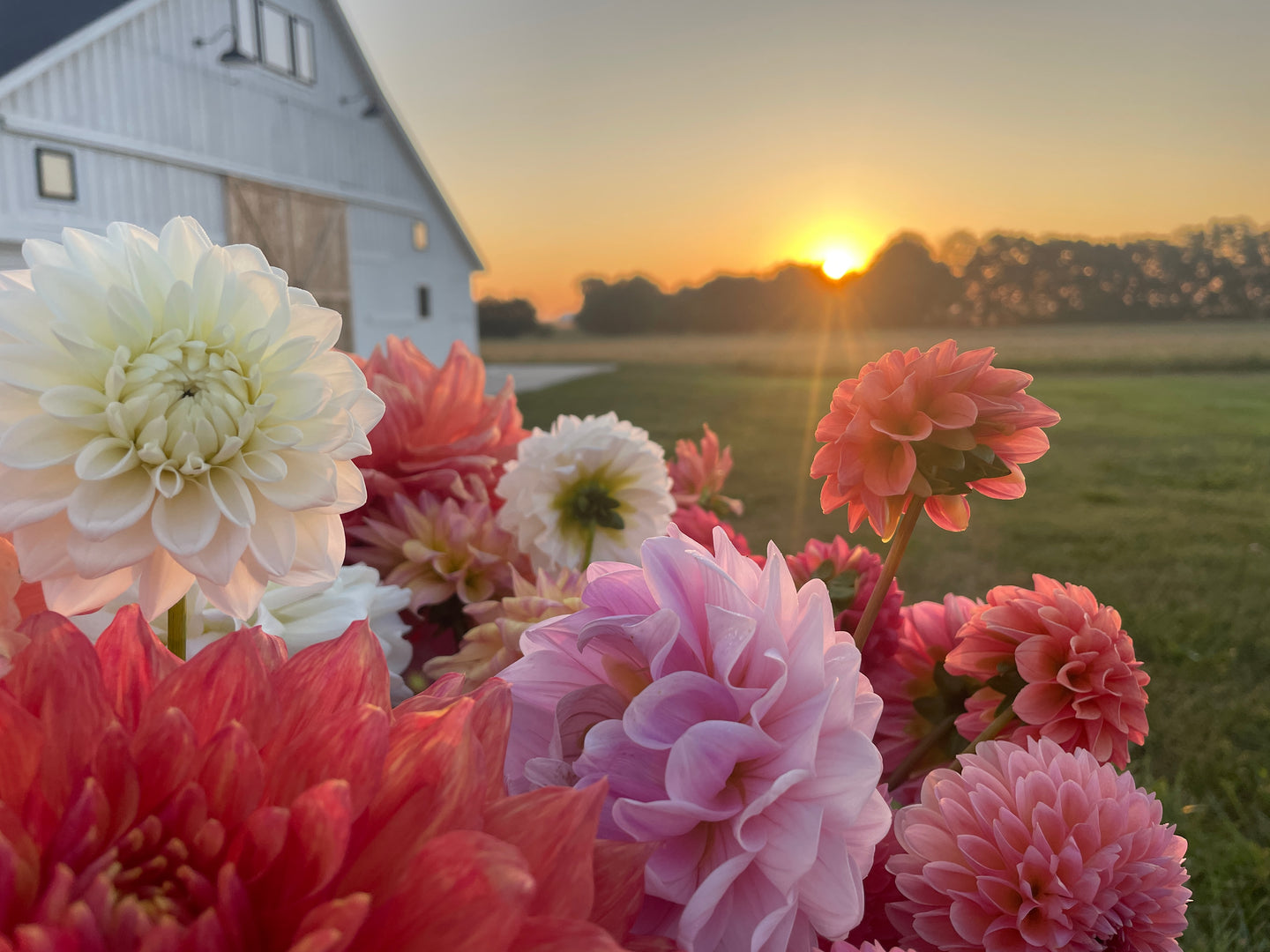 Graceful Acres Flower Farm