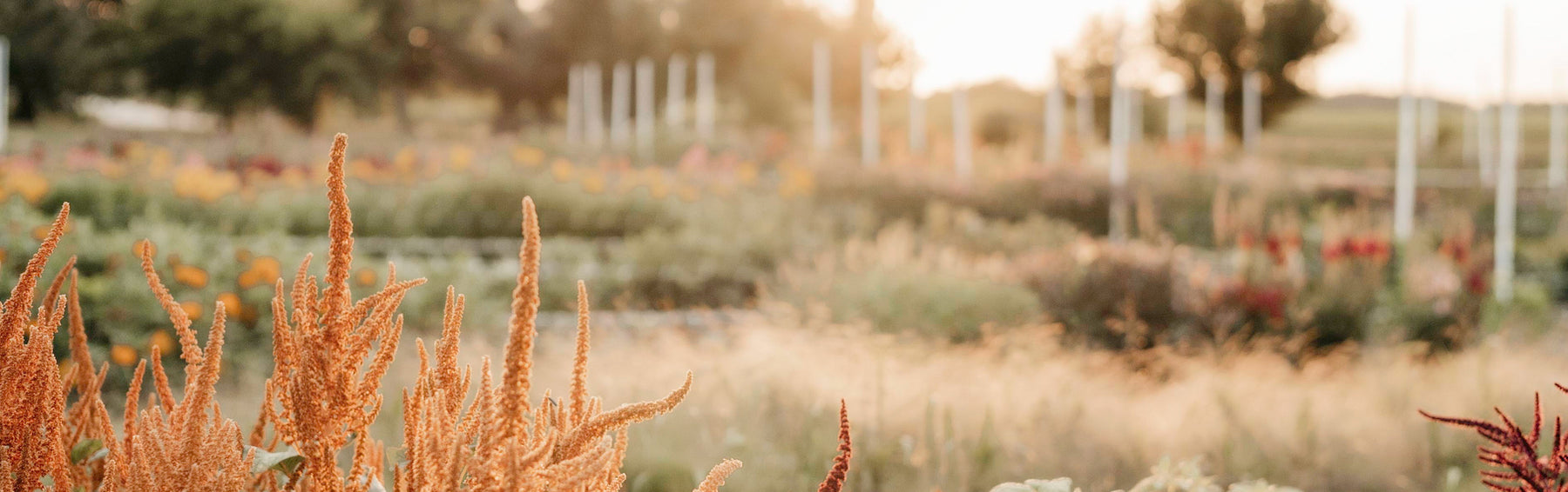 Graceful Acres Flower Farm