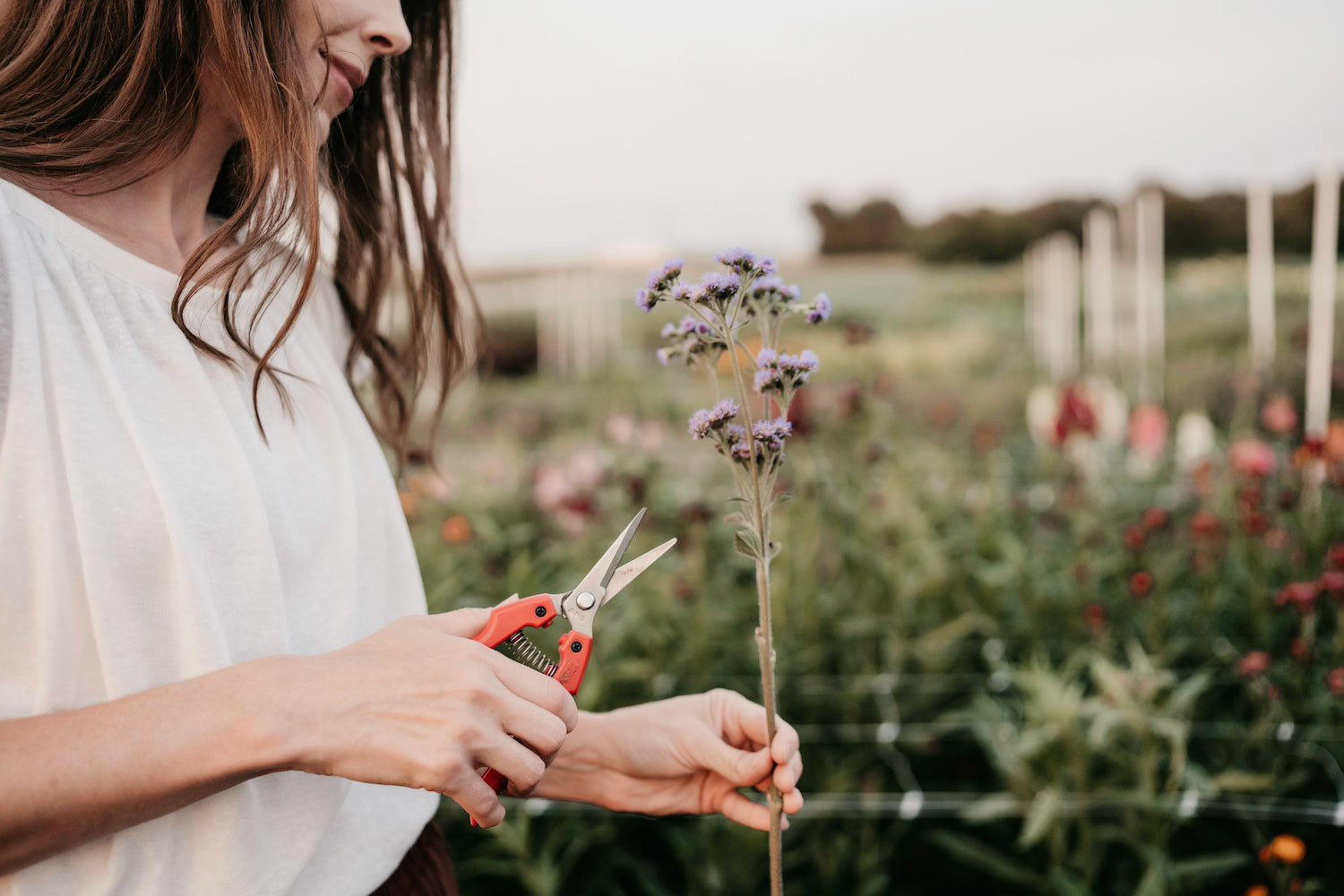 Graceful Acres Flower Farm